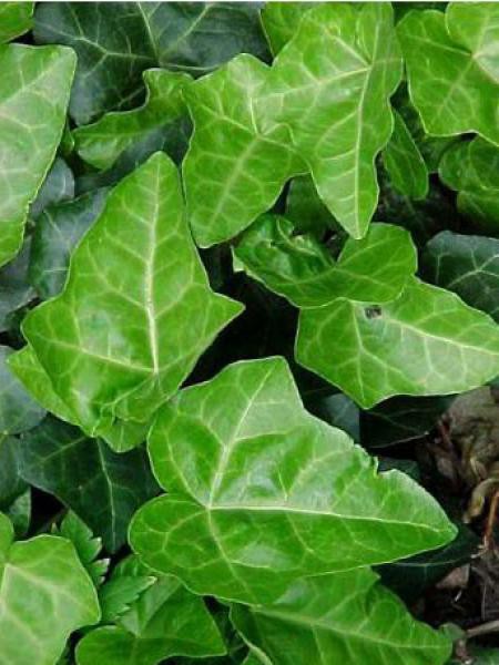Lierre commun - Hedera helix - Le Jardin du Pic Vert