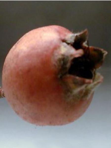 Néflier - Mespilus germanica - Le Jardin du Pic Vert