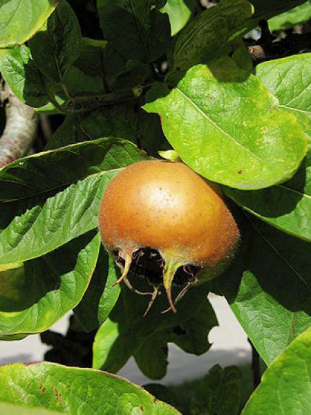 Néflier - Mespilus germanica - Le Jardin du Pic Vert