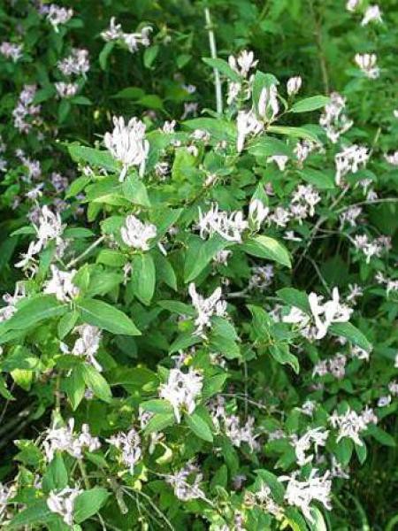 Chèvrefeuille Des Haies Lonicera Xylosteum Le Jardin Du Pic Vert