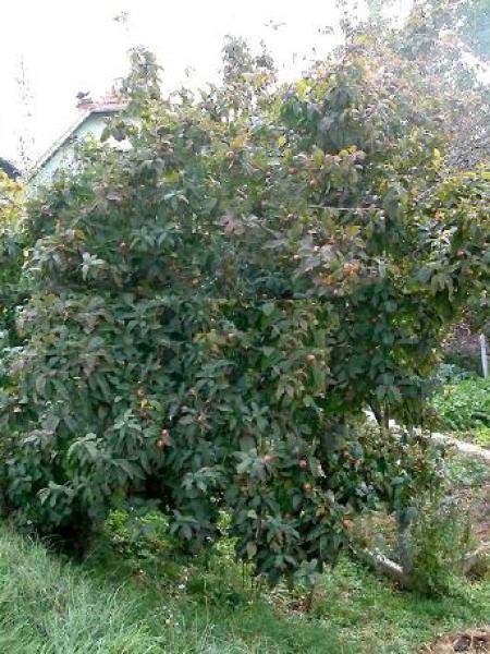 Néflier - Mespilus germanica - Le Jardin du Pic Vert