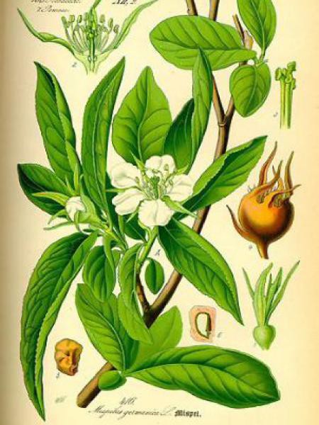 Néflier - Mespilus germanica - Le Jardin du Pic Vert