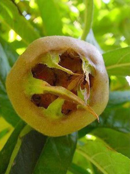 Néflier - Mespilus germanica - Le Jardin du Pic Vert