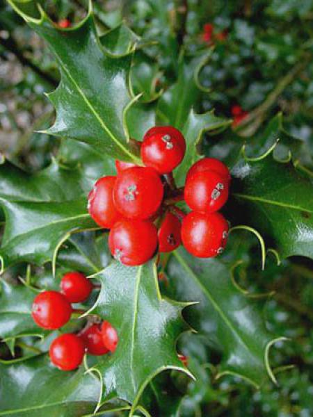 Houx commun - Ilex aquifolium - Le Jardin du Pic Vert