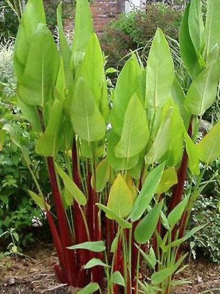 Thalie geniculata 'Red Stem' - Thalia geniculata - Le Jardin du Pic Vert