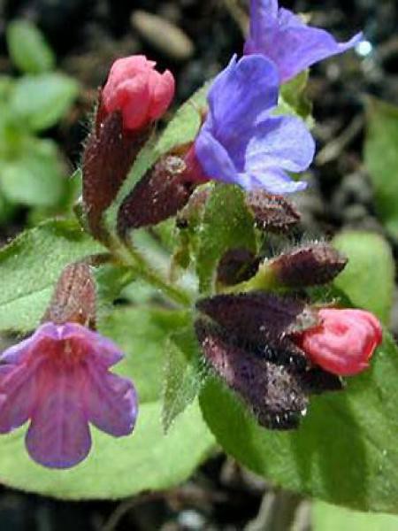 Pulmonaire officinale - Pulmonaria officinalis - Le Jardin du Pic Vert