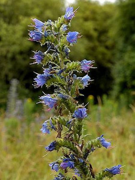 Vipérine commune - Echium vulgare - Le Jardin du Pic Vert