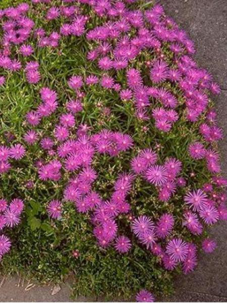 Pourpier de Cooper - Delosperma cooperi - Le Jardin du Pic Vert
