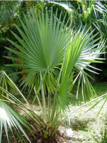 Choux palmiste nain - Sabal minor - Le Jardin du Pic Vert