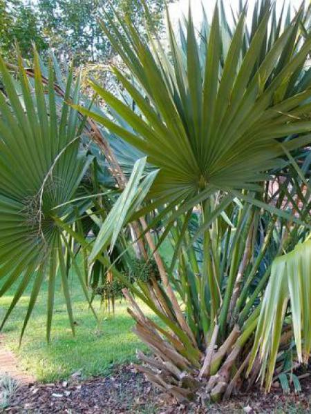 Choux palmiste nain - Sabal minor - Le Jardin du Pic Vert