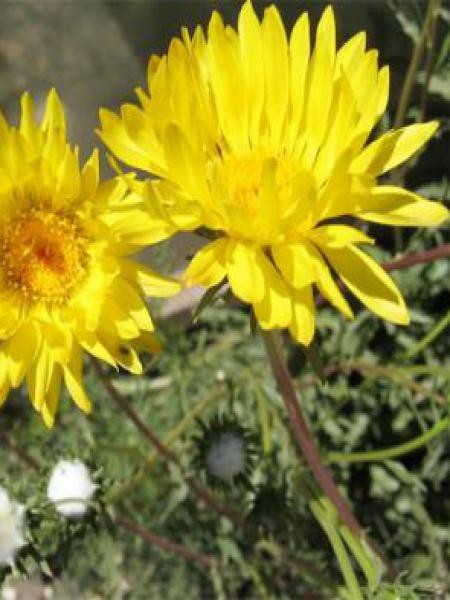 Grindelia chiloensis - Grindelia chiloensis - Le Jardin du Pic Vert