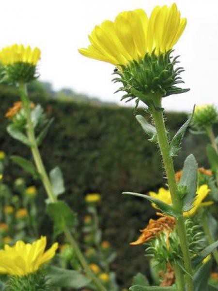 Grindelia chiloensis - Grindelia chiloensis - Le Jardin du Pic Vert