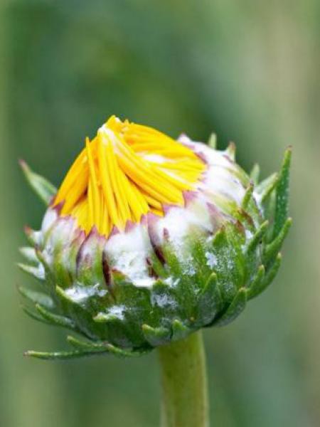 Grindelia chiloensis - Grindelia chiloensis - Le Jardin du Pic Vert