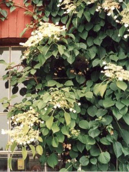 Hortensia grimpant - Hydrangea petiolaris - Le Jardin du Pic Vert