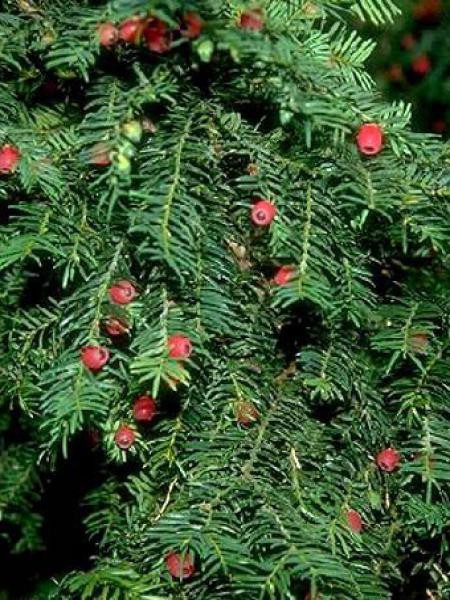 If commun - Taxus baccata - Le Jardin du Pic Vert