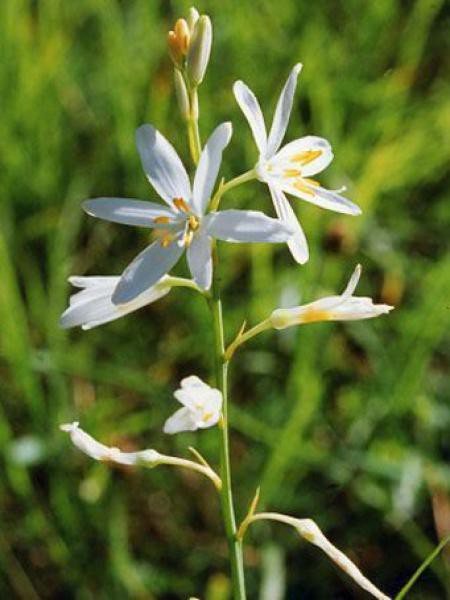 Phalangère à fleurs de lis - Anthericum liliago - Le Jardin du Pic Vert