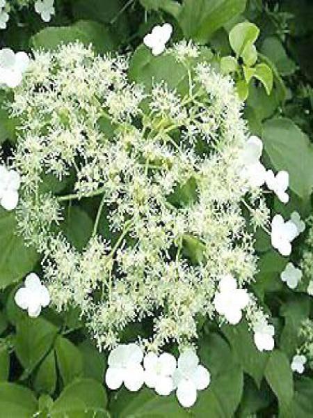 Hortensia grimpant - Hydrangea petiolaris - Le Jardin du Pic Vert