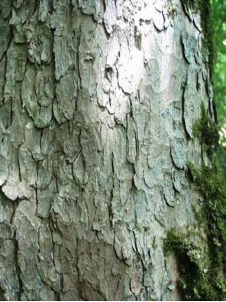 Érable sycomore - Acer pseudoplatanus - Le Jardin du Pic Vert