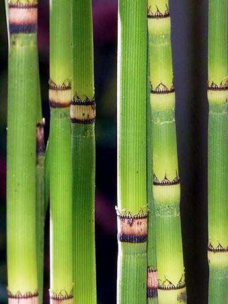 Prêle japonaise - Equisetum japonicum - Le Jardin du Pic Vert