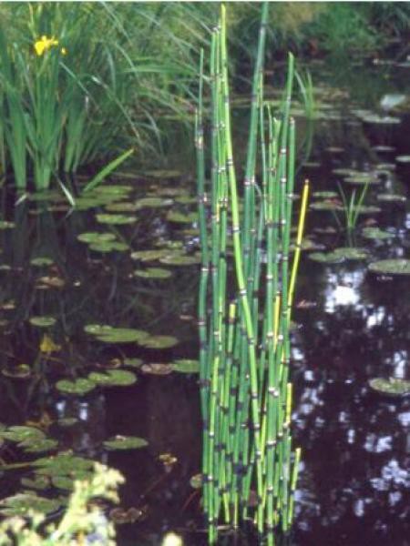 Prêle japonaise - Equisetum japonicum - Le Jardin du Pic Vert