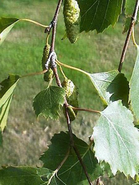Bouleau commun - Betula pendula - Le Jardin du Pic Vert