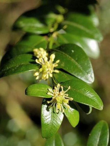 Buis commun - Buxus sempervirens - Le Jardin du Pic Vert