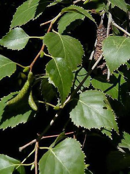 Bouleau commun - Betula pendula - Le Jardin du Pic Vert