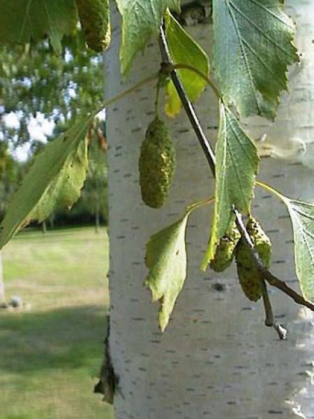 Bouleau commun - Betula pendula - Le Jardin du Pic Vert
