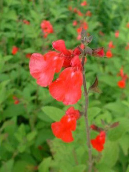 Sauge à petites feuilles - Salvia microphylla - Le Jardin du Pic Vert