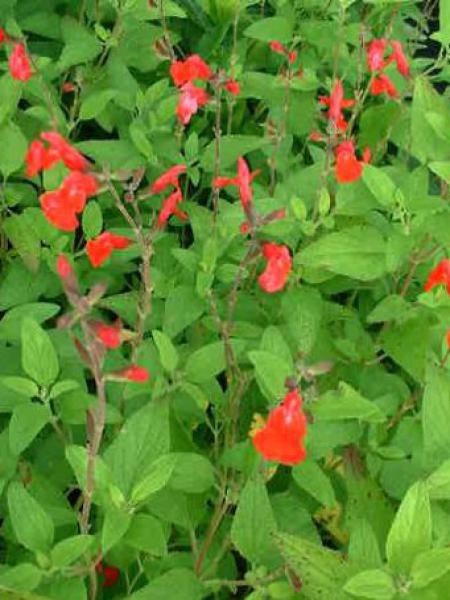 Sauge à petites feuilles - Salvia microphylla - Le Jardin du Pic Vert