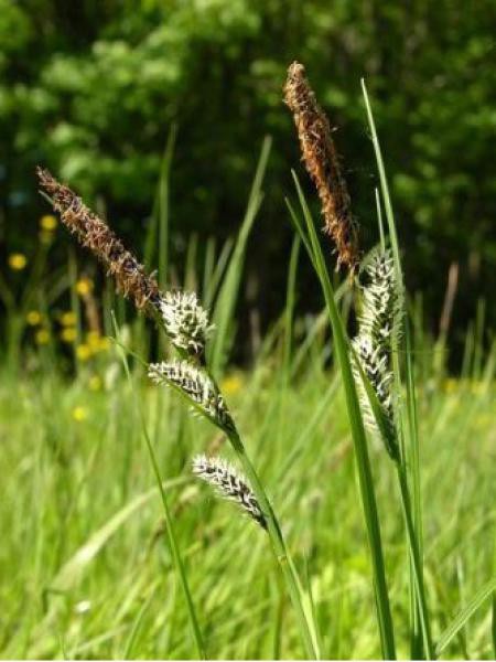 Laîche des marais - Carex acutiformis - Le Jardin du Pic Vert