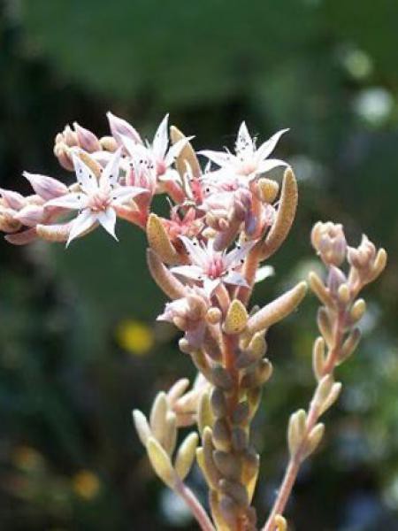 Orpin d'Espagne-Sedum hispanicum- Le jardin du Pic Vert