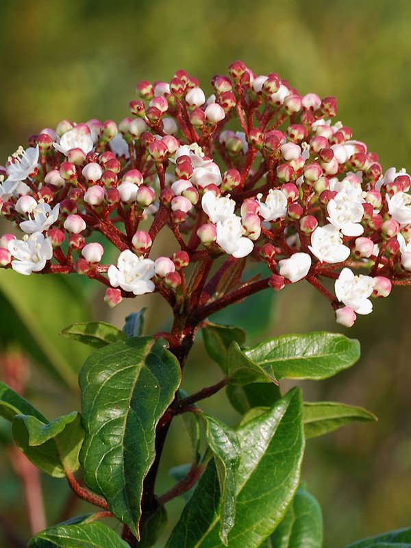 Viorne tin, Laurier tin - Viburnum tinus - Le Jardin du Pic Vert