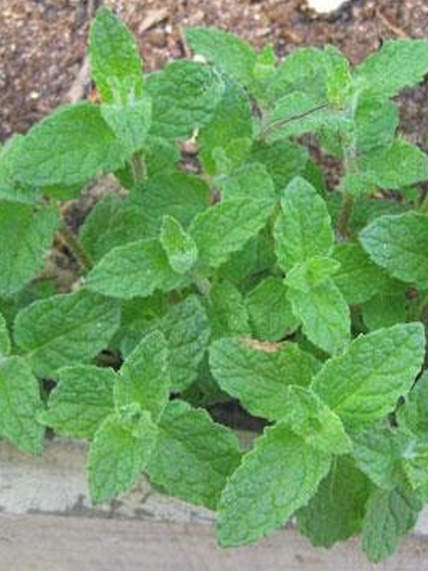 Menthe verte - Mentha spicata - Almira - Le Jardin du Pic Vert