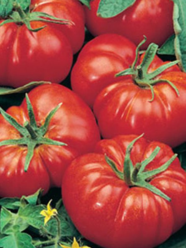 Tomate 'supersteak' - Solanum lycopersicum - Le Jardin du Pic Vert