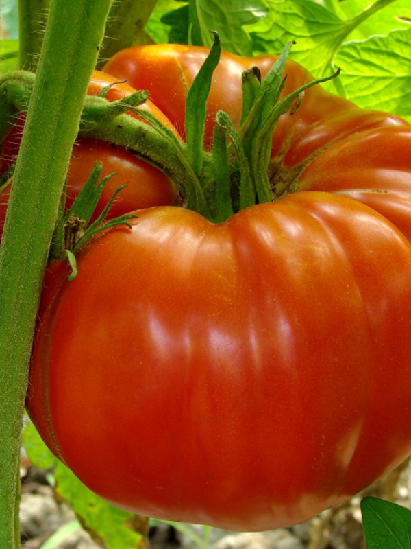 Tomate 'supersteak' - Solanum lycopersicum - Le Jardin du Pic Vert