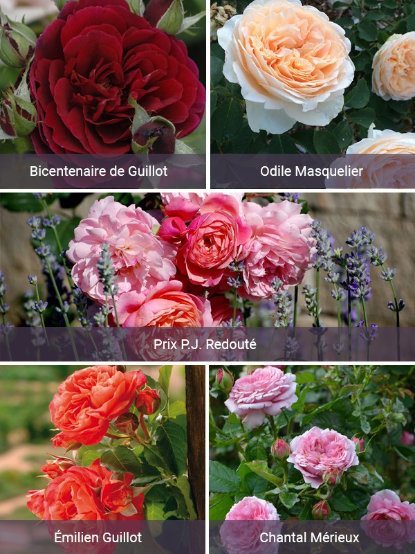 Pack de rosiers Générosa parfumés - Achat sur Le Jardin du Pic Vert