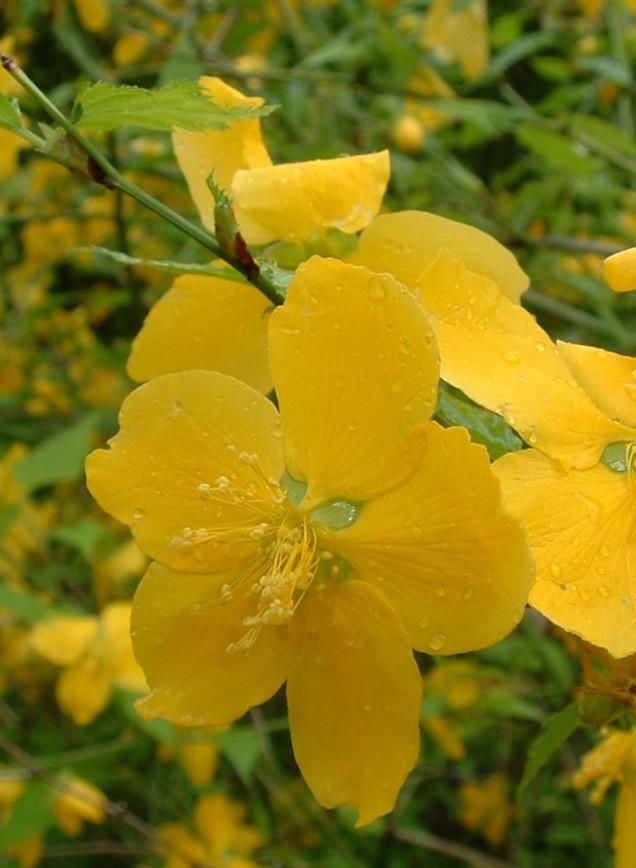 Corête du Japon-Kerria japonica- Le jardin du Pic Vert