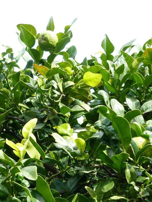 Combava - Citrus hystrix - Le Jardin du Pic Vert