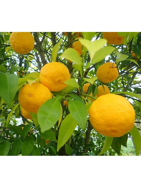 Y uzu - Citrus juno - Le Jardin du Pic Vert