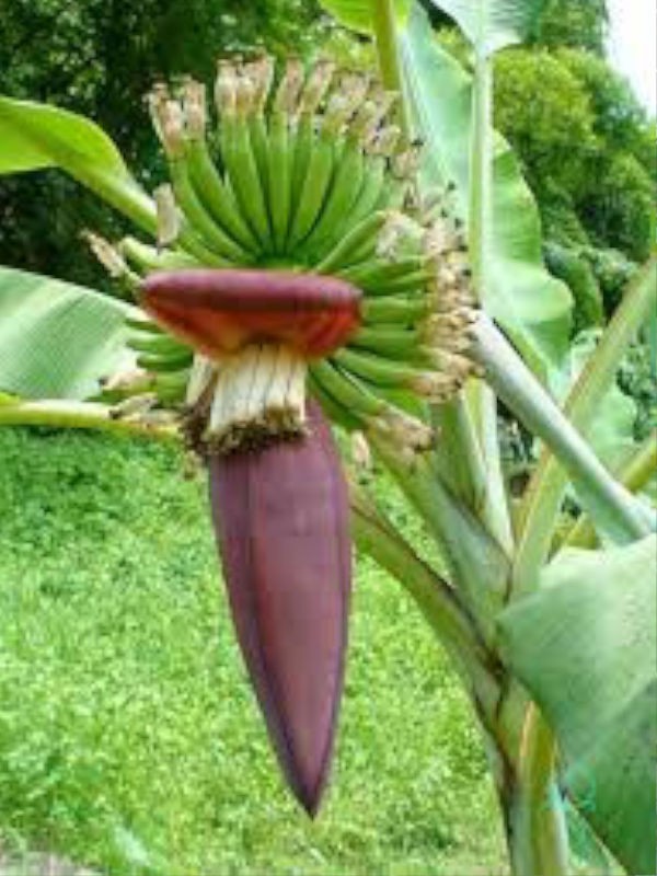 Bananier japonais - Musa japonica - Le Jardin du Pic Vert