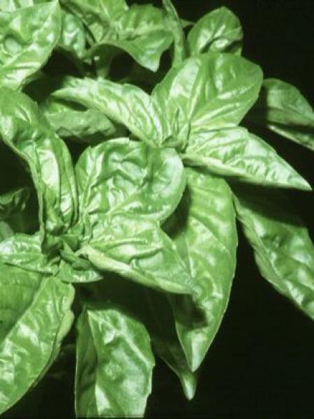 Basilic - Ocimum basilicum - Le Jardin du Pic Vert