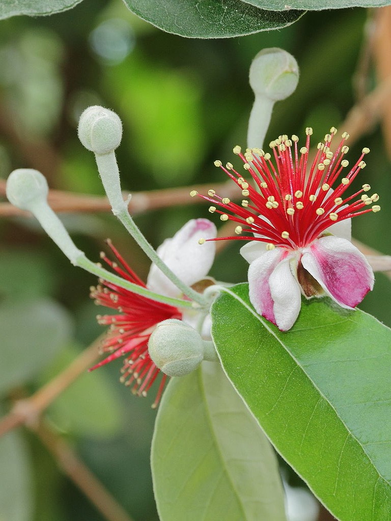 Goyavier de Montevideo 'Coolidge' - Feijoa sellowiana - Le Jardin du ...
