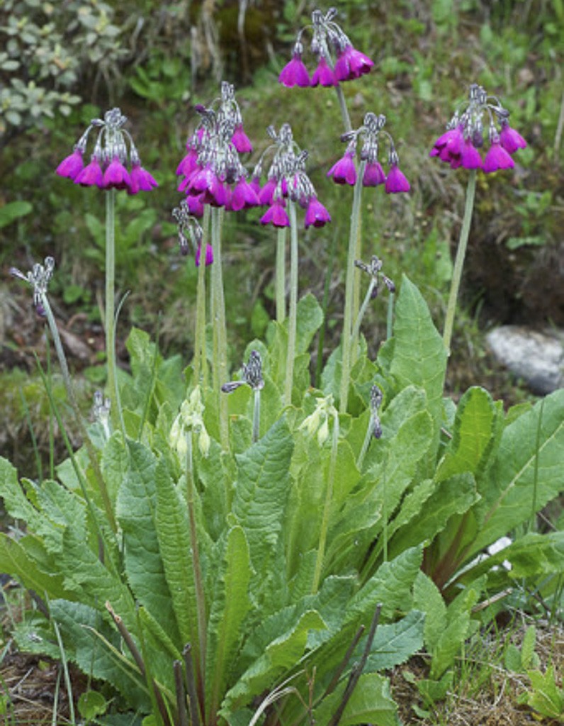 Primevère secundiflora - Primula secundiflora - Le Jardin du Pic Vert