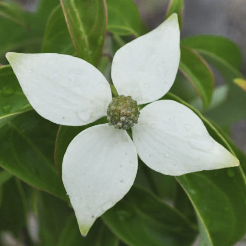 Cornouiller hongkongensis - Cornus hongkongensis - Le Jardin du Pic Vert