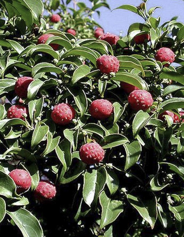 Cornouiller hongkongensis - Cornus hongkongensis - Le Jardin du Pic Vert