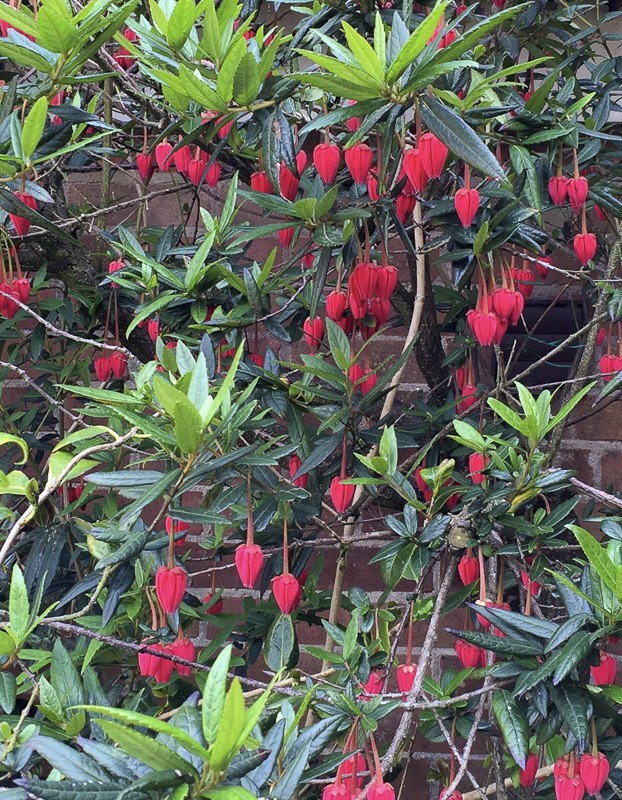 Arbre aux lanternes - Crinodendron hookerianum - Le Jardin du Pic Vert