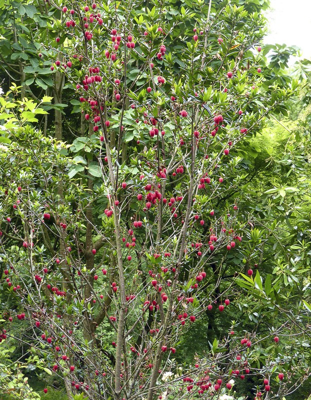 Arbre aux lanternes - Crinodendron hookerianum - Le Jardin du Pic Vert