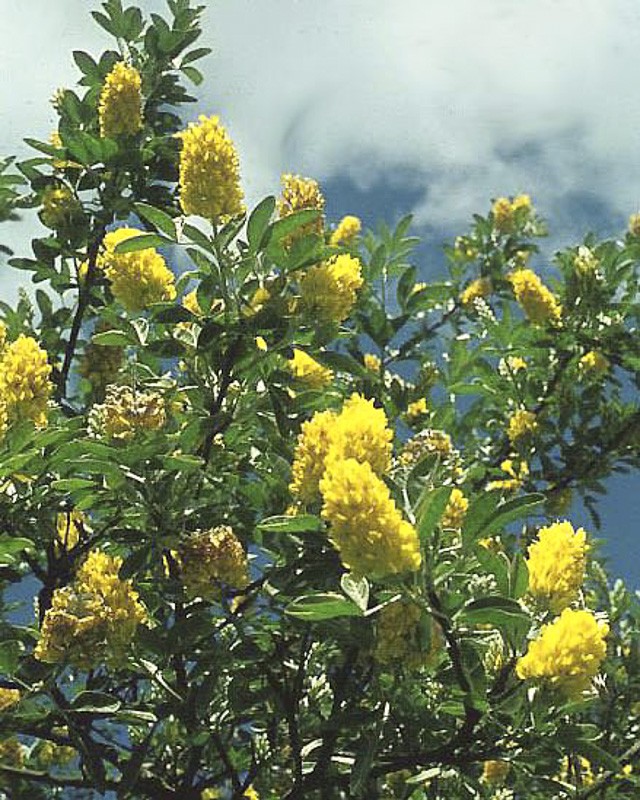 Genêt ananas - Cytisus battandieri - Le Jardin du Pic Vert