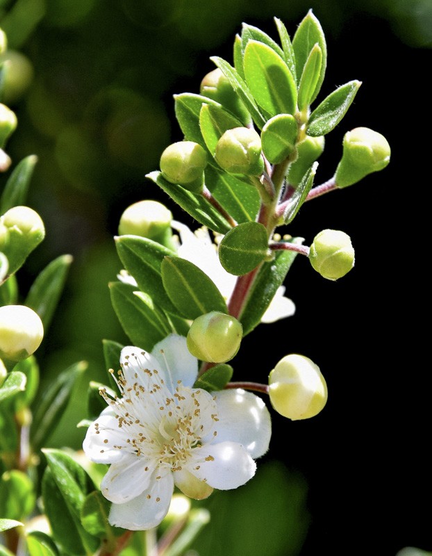 Myrte de Tarente - Myrtus communis subsp.tarentina - Le Jardin du Pic Vert